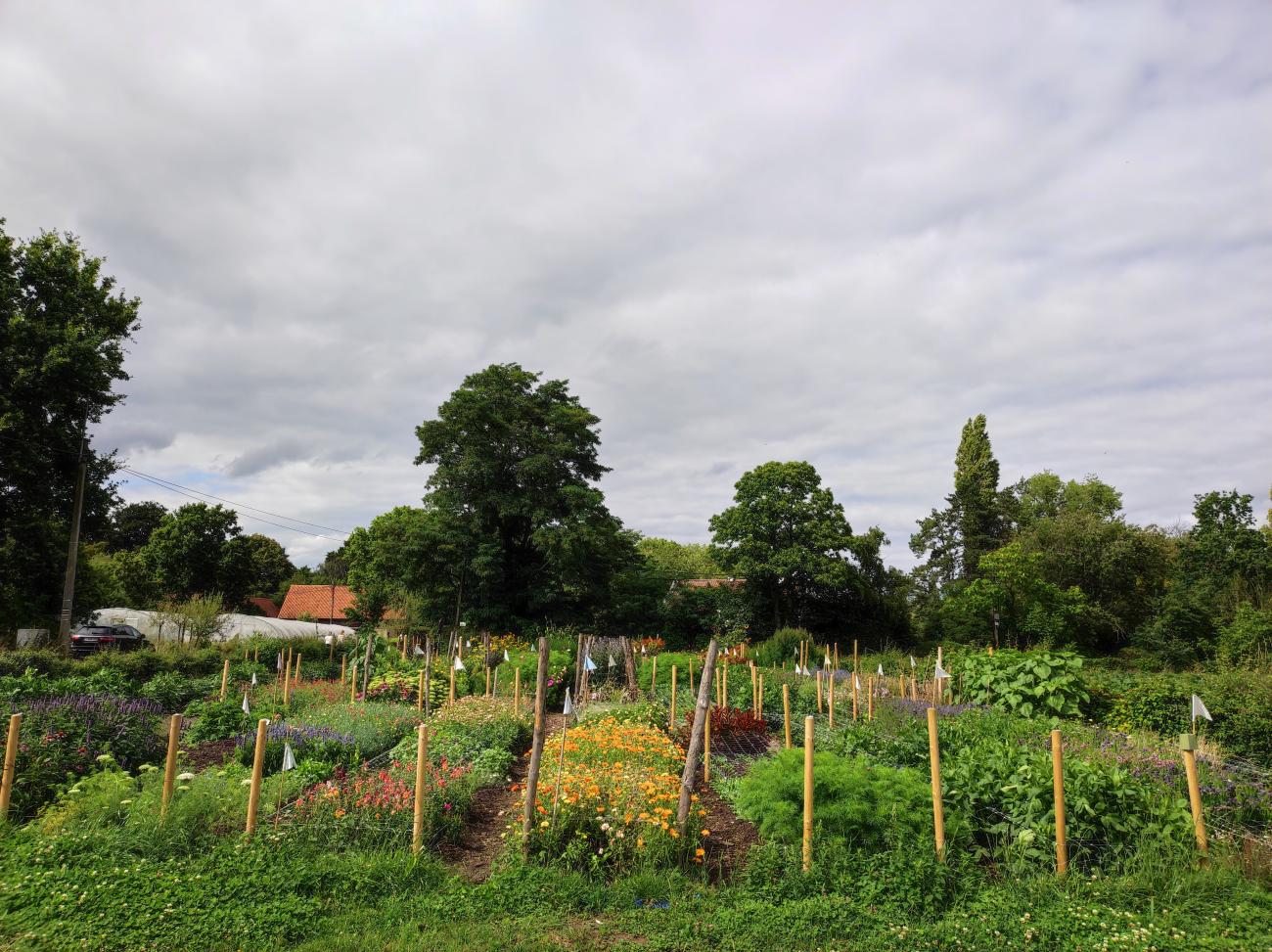 Kleinschalige, diverse tuinbouwsystemen ondersteunen wilde bestuivende insecten | ccbt